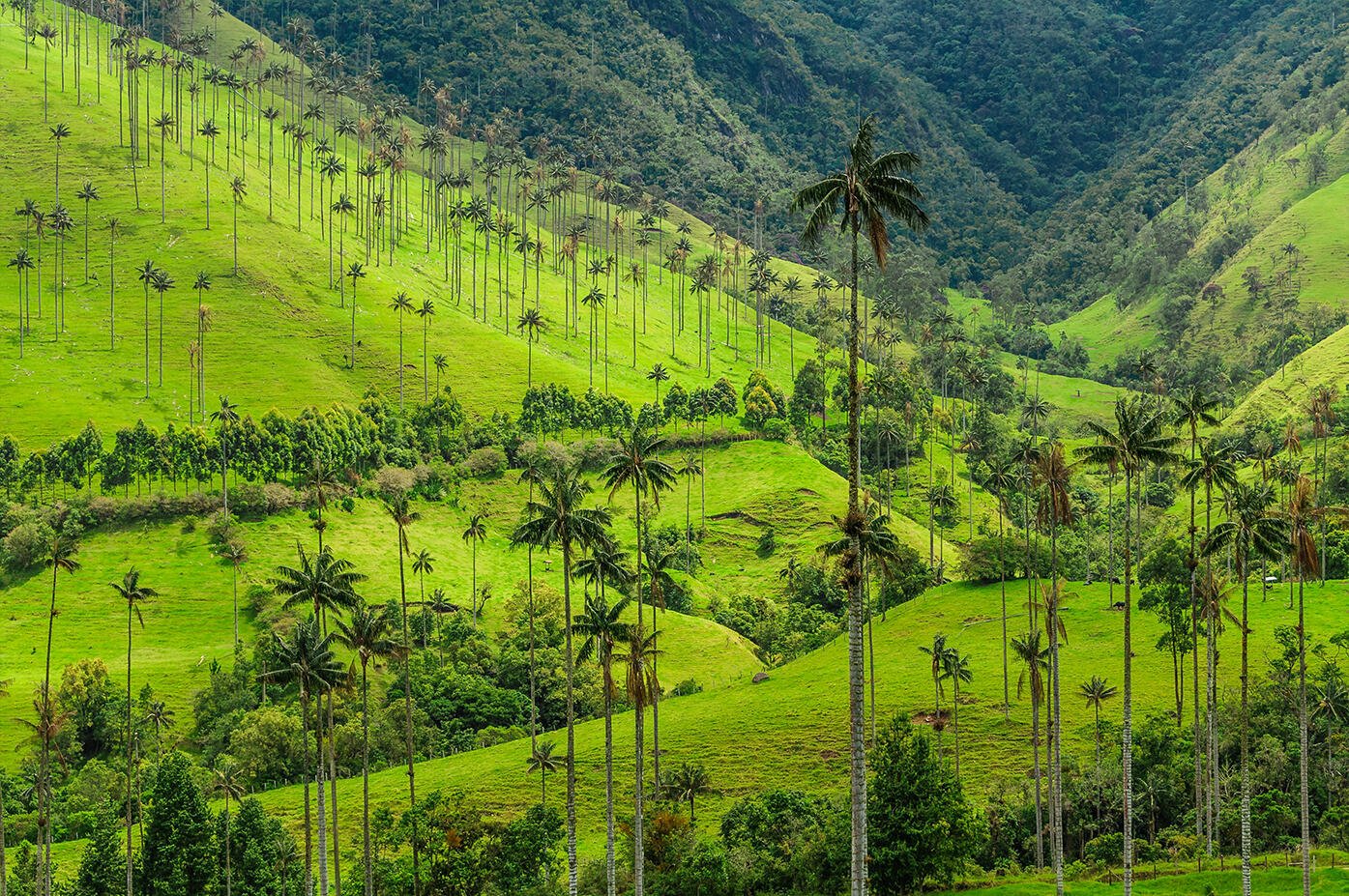 Redaktionens favoriter: Cocora Valley - Vagabond