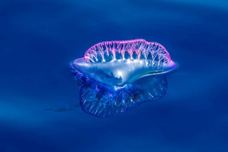 Guide till Azorerna – Europas Hawaii - Vagabond