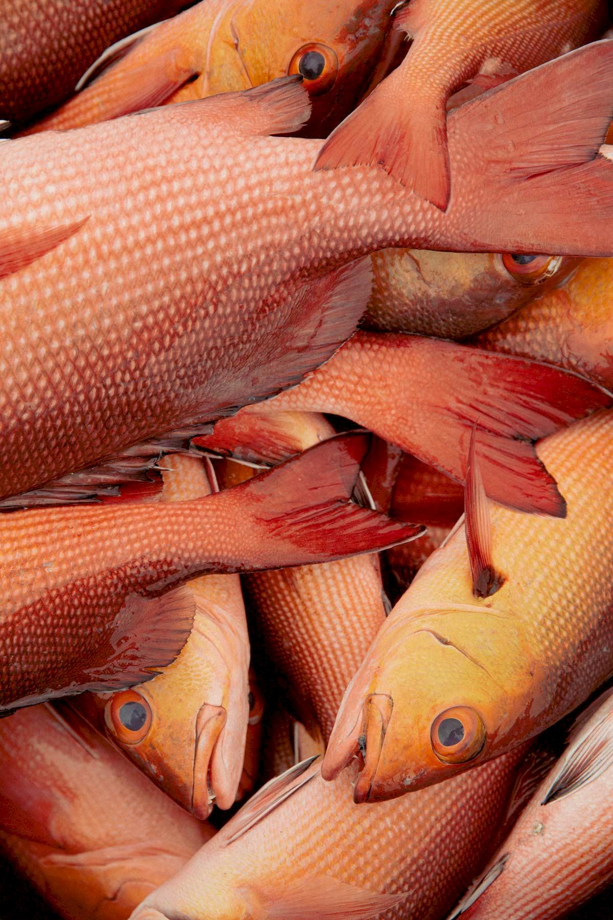 Guide till Maldiverna – resa hit och tips på boende - Vagabond