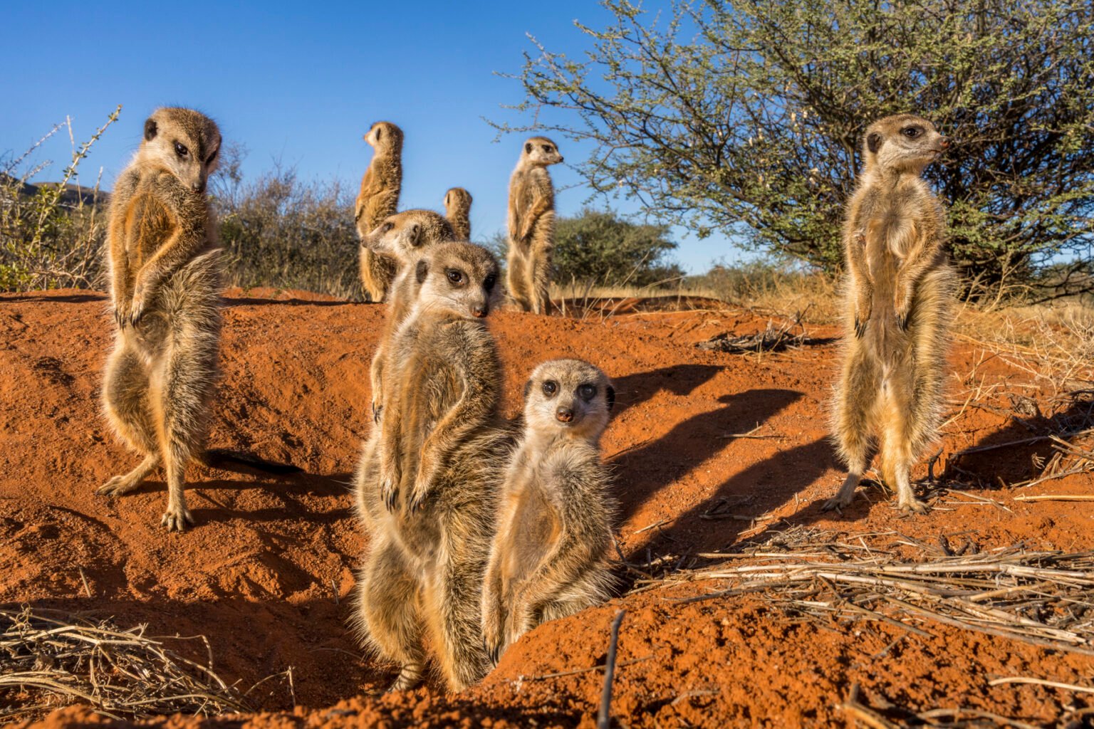 Safari för finsmakare: Upptäck Sydafrikas okända hörn - Vagabond