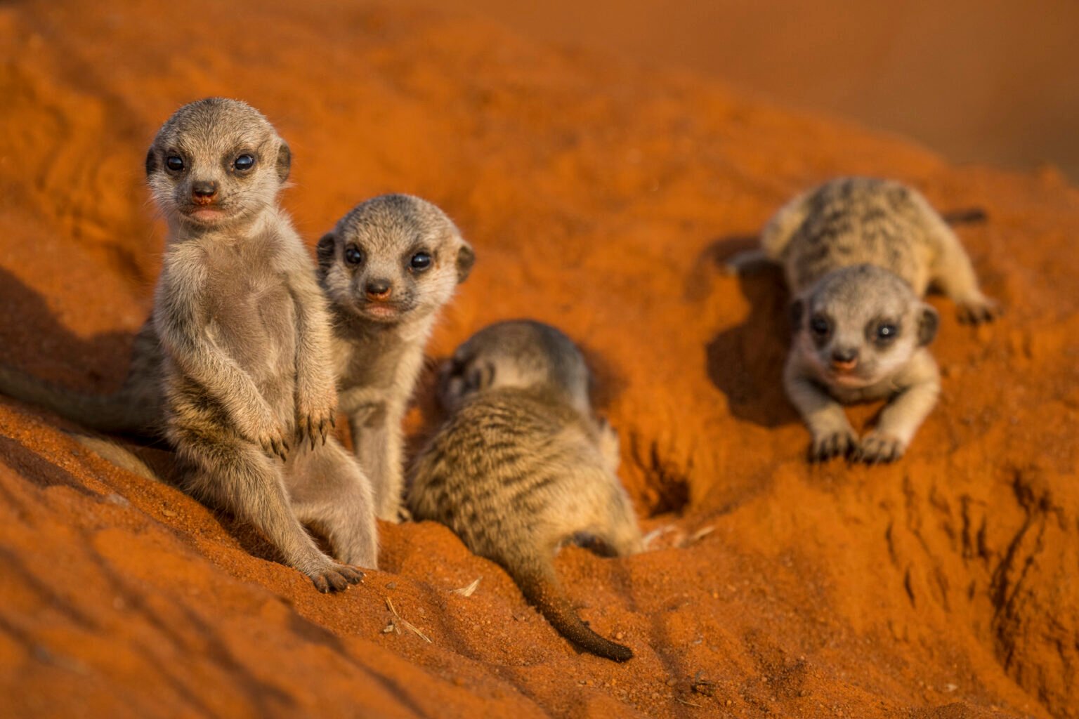 Safari för finsmakare: Upptäck Sydafrikas okända hörn - Vagabond