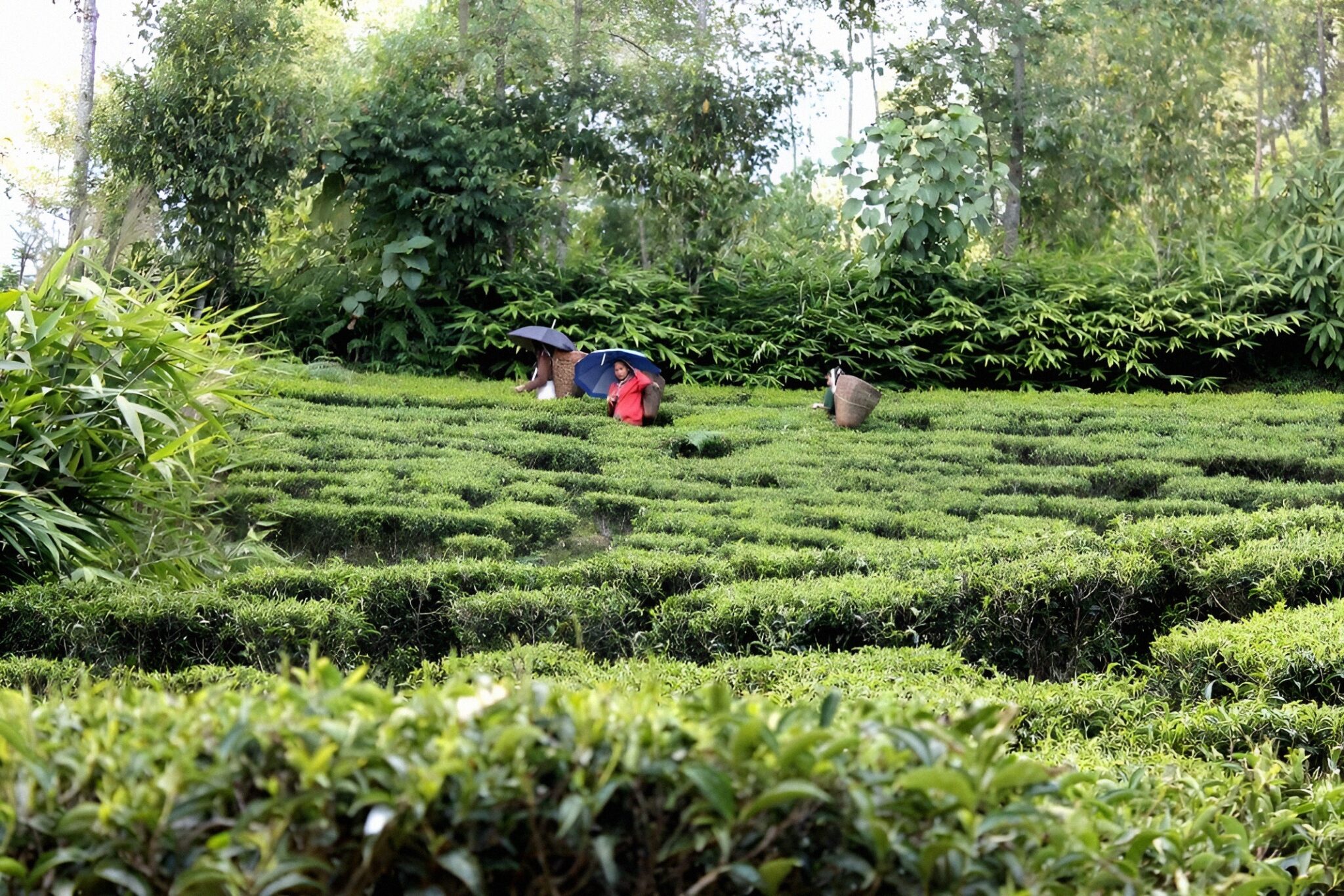 Det riktiga Nepal: Guidens bästa tips bortom turiststråken - Vagabond